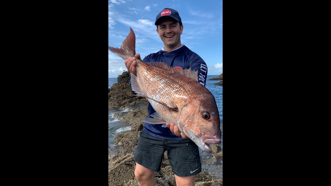 Big Snapper off the rocks in New Zealand from Auckland's coastline ...