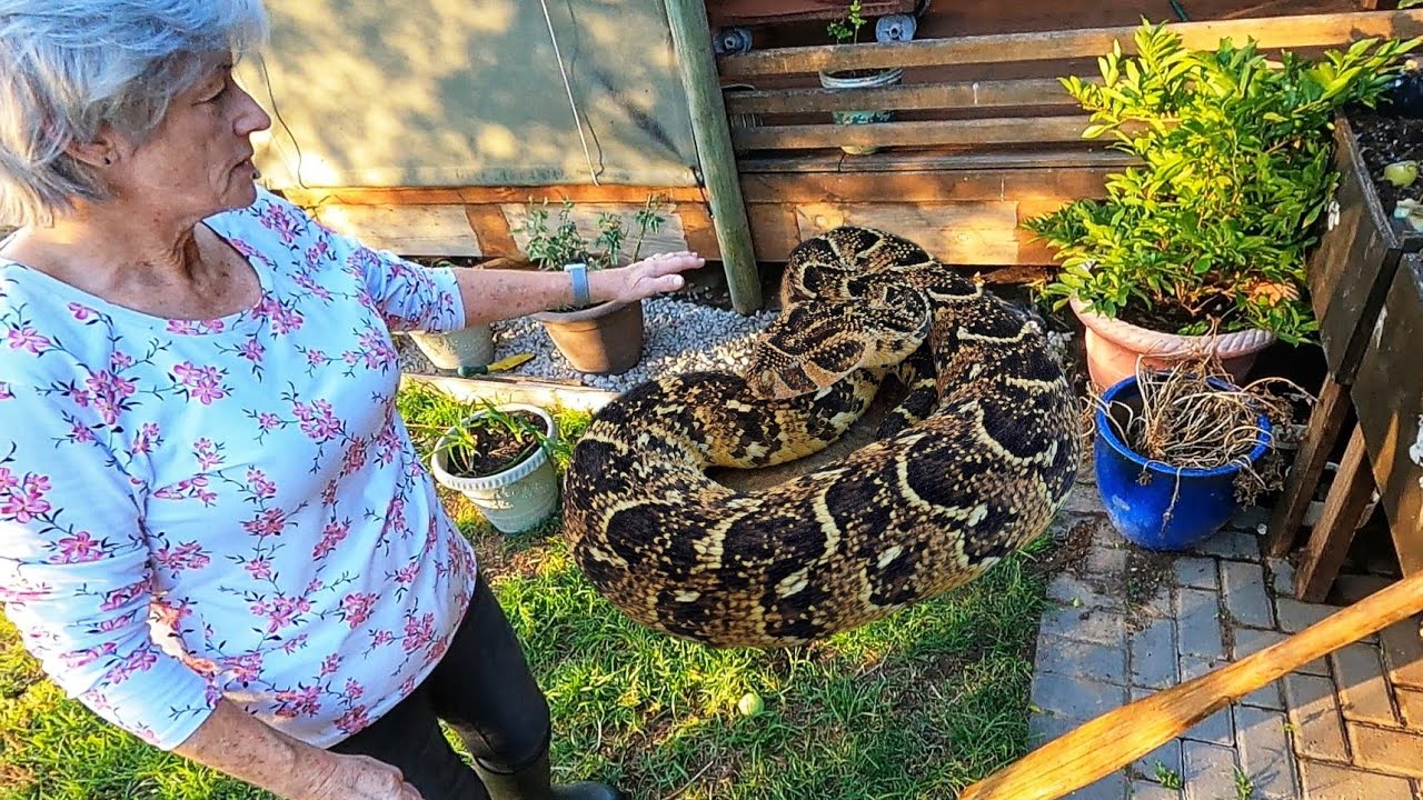 Huge, Deadly Snake Under Her House! - YouTube