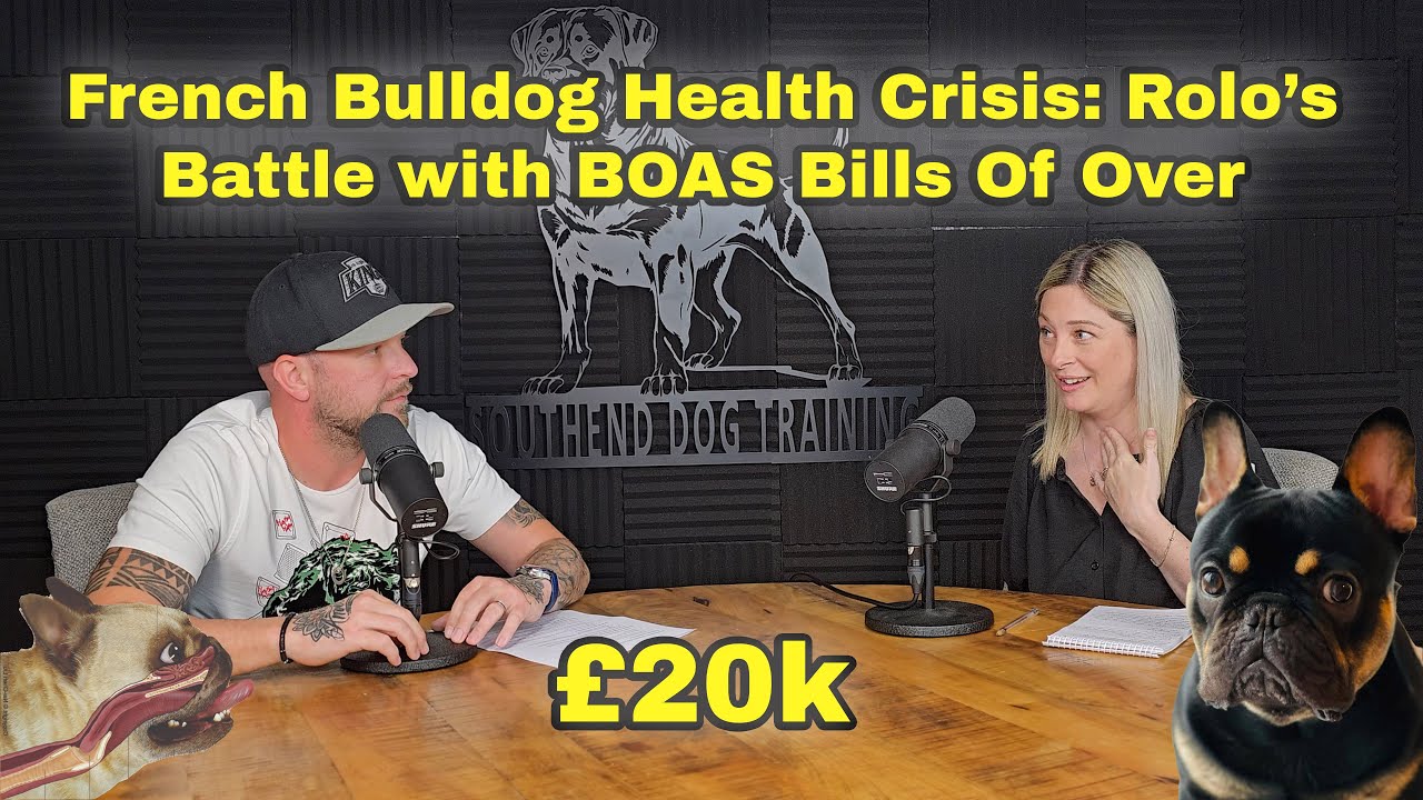 French Bulldog Health Crisis: Rolo’s Battle with BOAS Bills Of Over £ ...