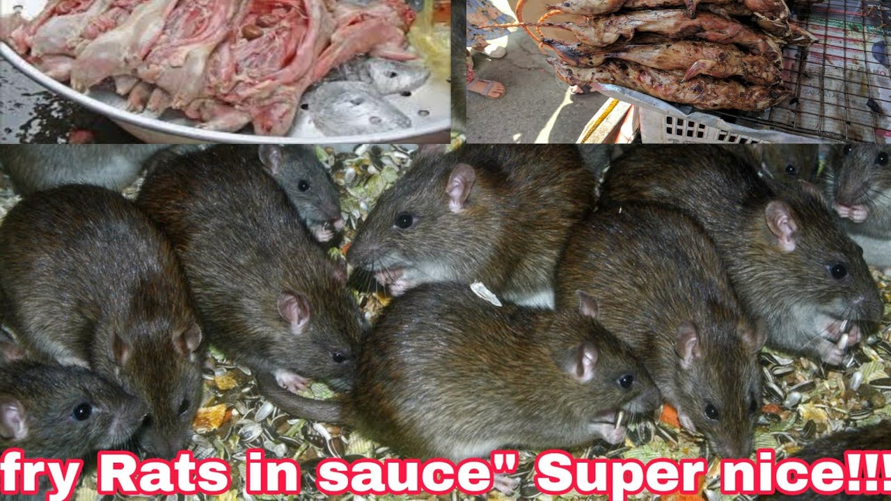 Fry Rats in sauce!!! - YouTube
