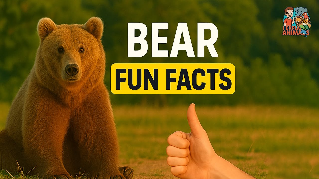 The Bear: Nature’s Fearless Giant | Survival Skills, Fun Facts & Body ...