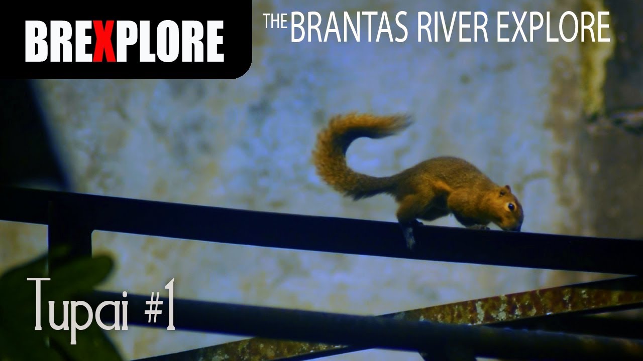 Tupai - 1 I Brantas River Explore - YouTube