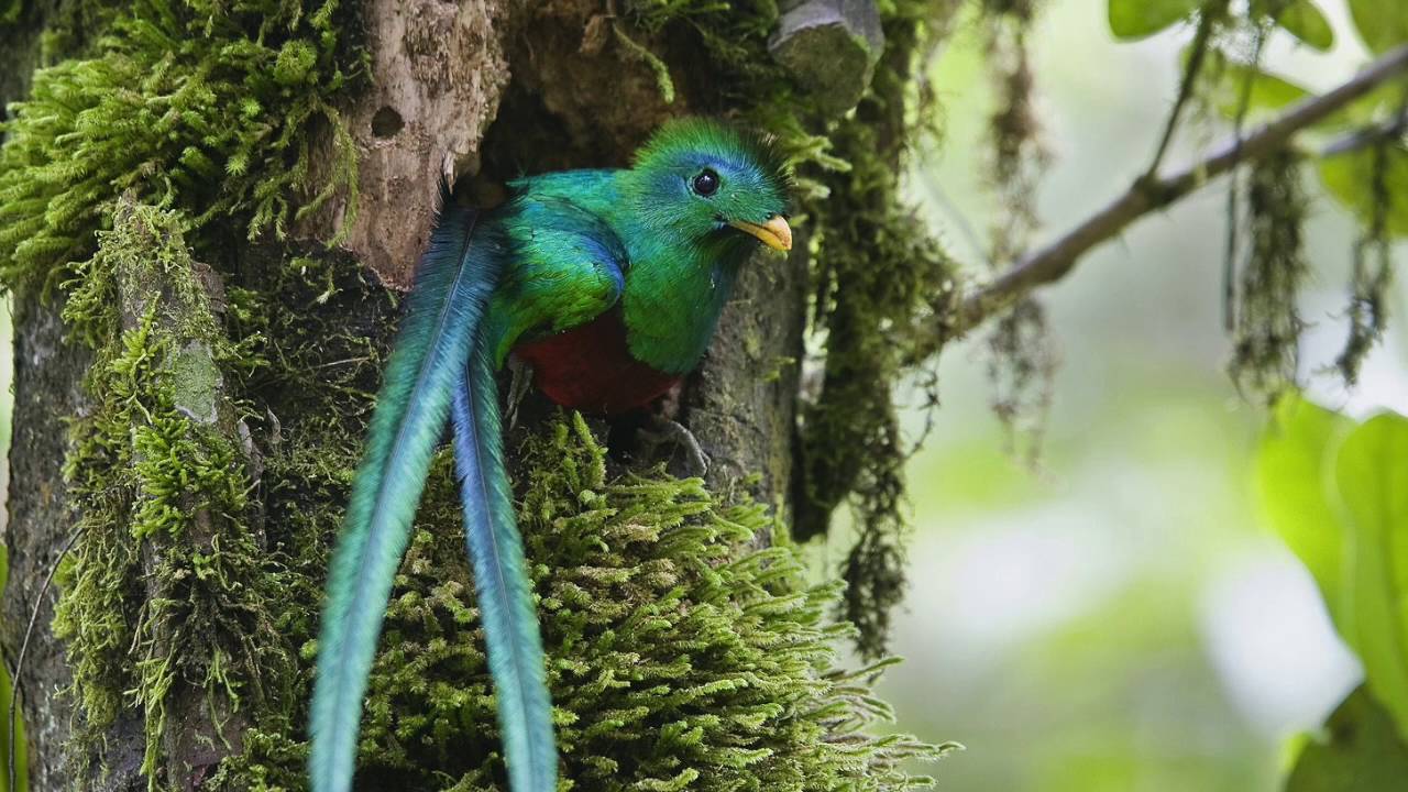 BULUH MERUKED - YouTube