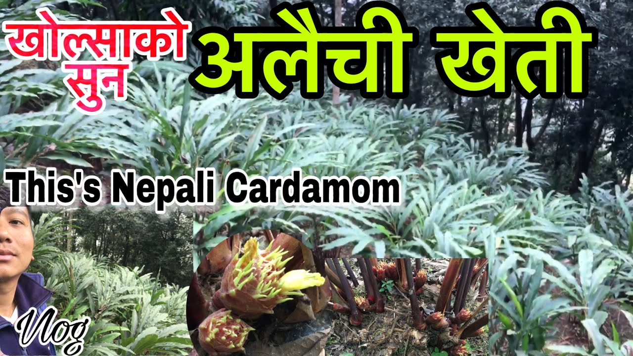 खोल्साको सुन अलैची Vlogs || Cardamom || अलैची || Nepal Ma Alaichi kheti ...