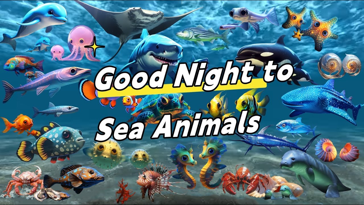 Tranquil Ocean Bedtime: Meet 40 Sea Animals Before Sleep - YouTube