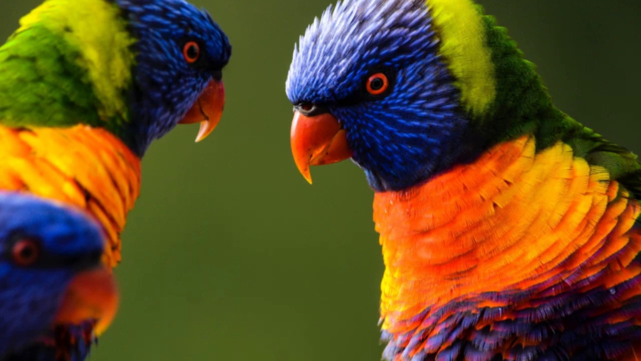 Birds in Spring Sound Effect (no copyright) FX - YouTube