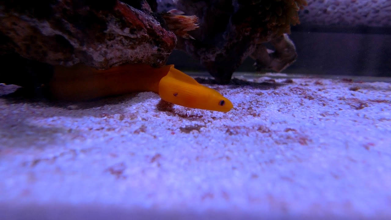 golden dwarf moray eel(Gymnothorax melatremus) - YouTube