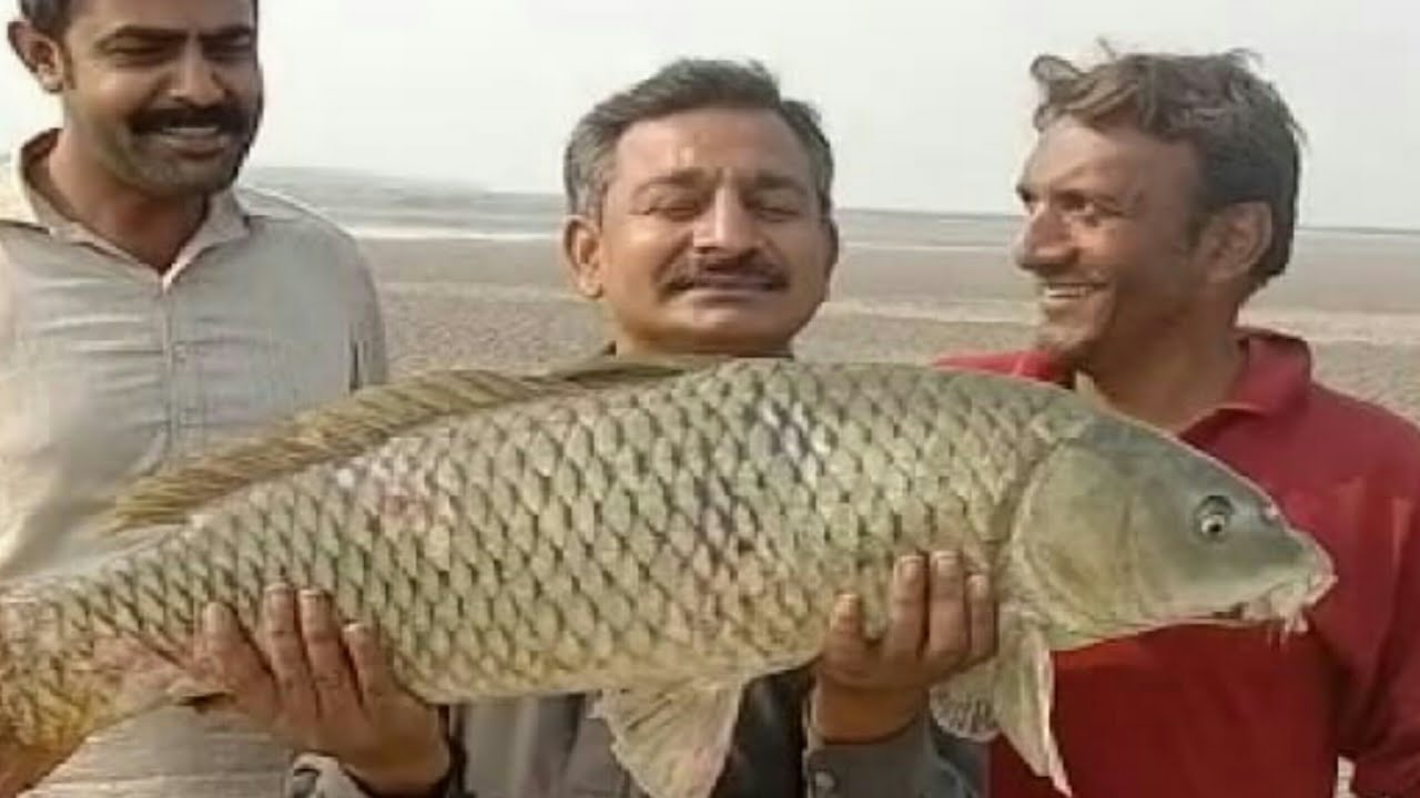 Darya ravi fishing 2022 | Ravi river lahore fishing | Fishinginfo - YouTube