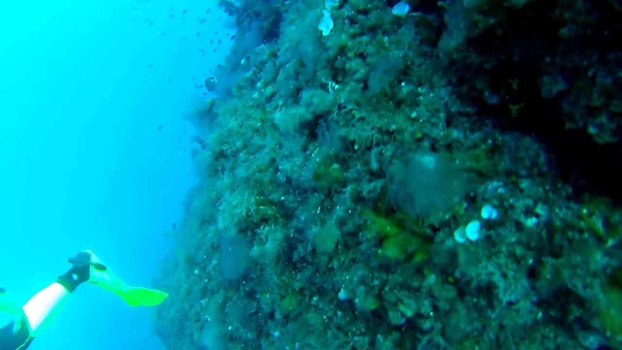 Diving in Elba 2017(20) - YouTube
