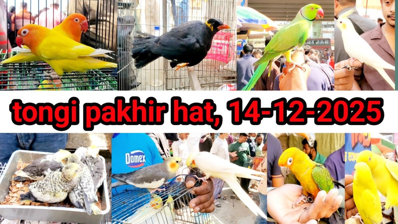 tongi pakhir hat, 14-12-2025, রবিবার টঙ্গী পাখির হাট | pakhir dordam ...