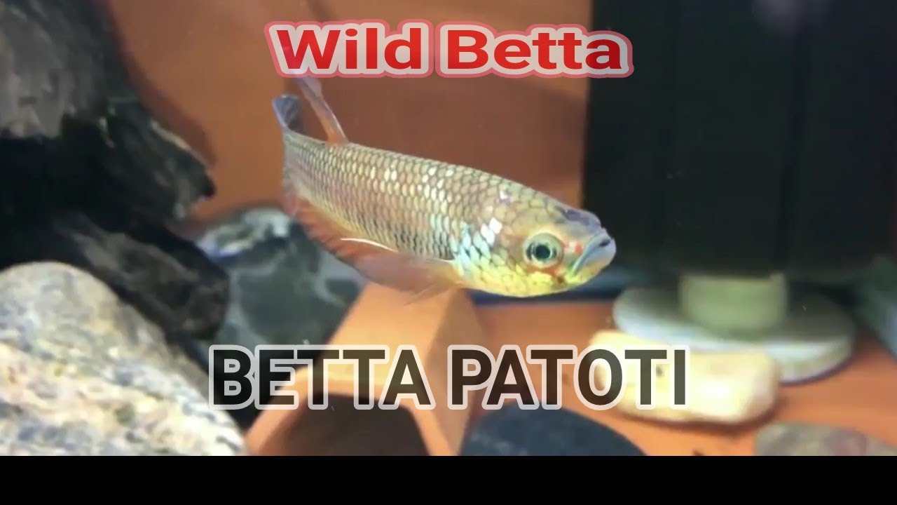 BETTA PATOTI || Wild Betta Fish - YouTube