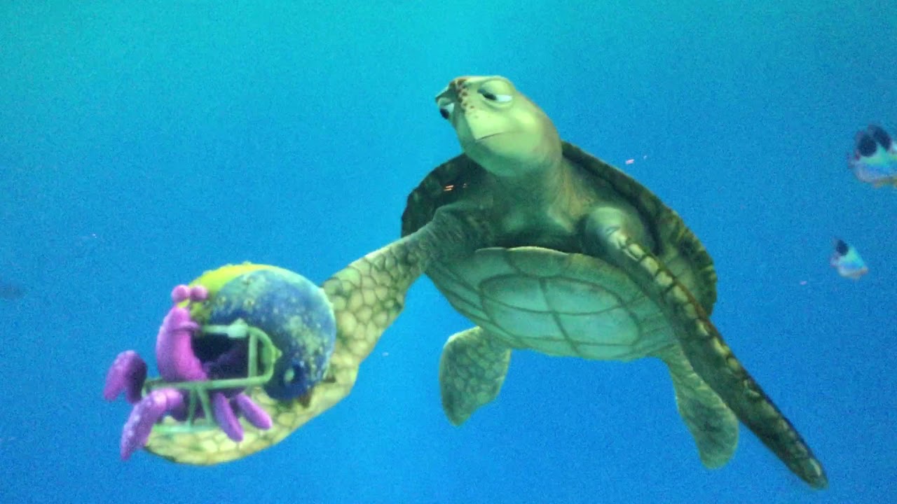 Turtle talk with Crush at California Adventure. - YouTube