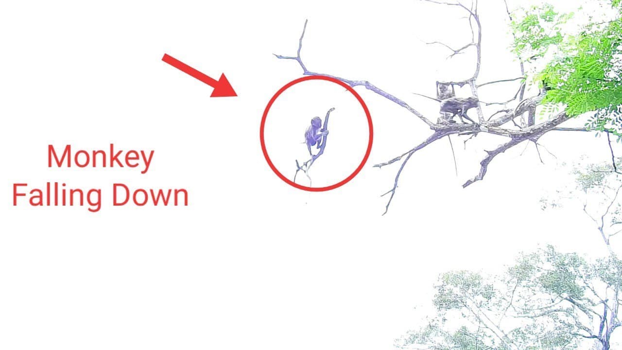 Pitiful Baby Monkey Falling Down From The Top Tree During Play, Look So ...
