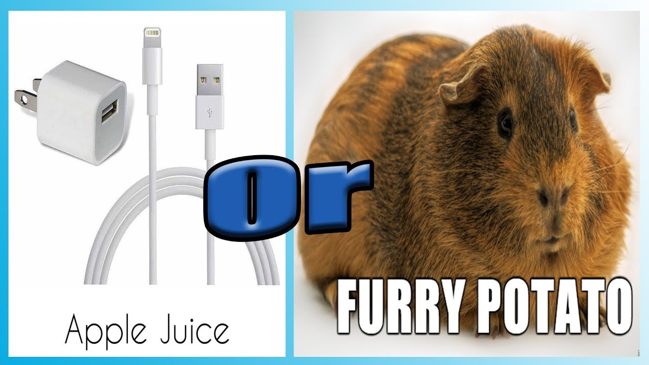 Funny Alternative Names Part 2: Clever Names For Animals And Everyday ...