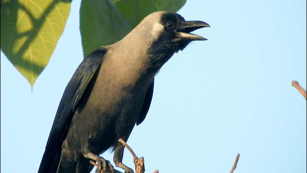 Natural sounds of the crow birds - YouTube