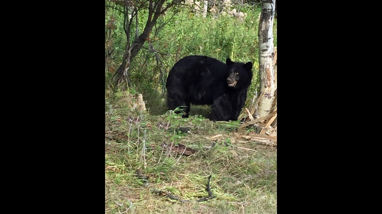 Black Bear FOOT SNARE pen set using the Select-A-Catch™1000 - YouTube