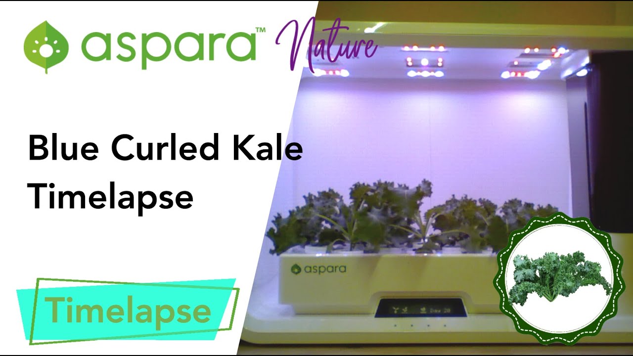 aspara Nature blue curled kale timelapse - YouTube