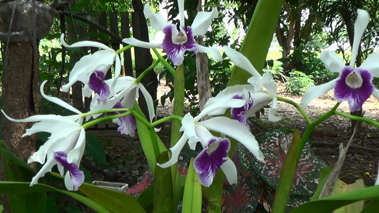 ESPÉCIES ORQUÍDEA CATTLEYA PURPURATA, LAELIA COERULEA, LAELIA PURPURATA ...