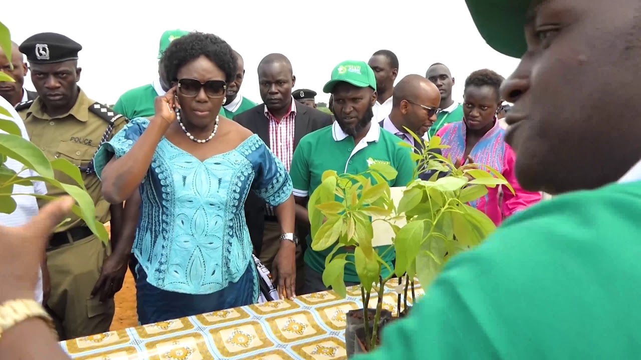 MUSUBI FARM HASS AVOCADO LAUNCH - YouTube