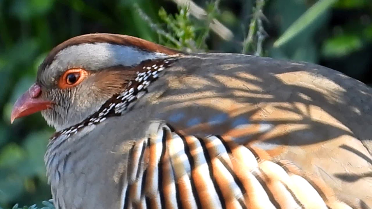 Barbary Partridge 15th January 2020 Gibraltar Mediterranean - YouTube