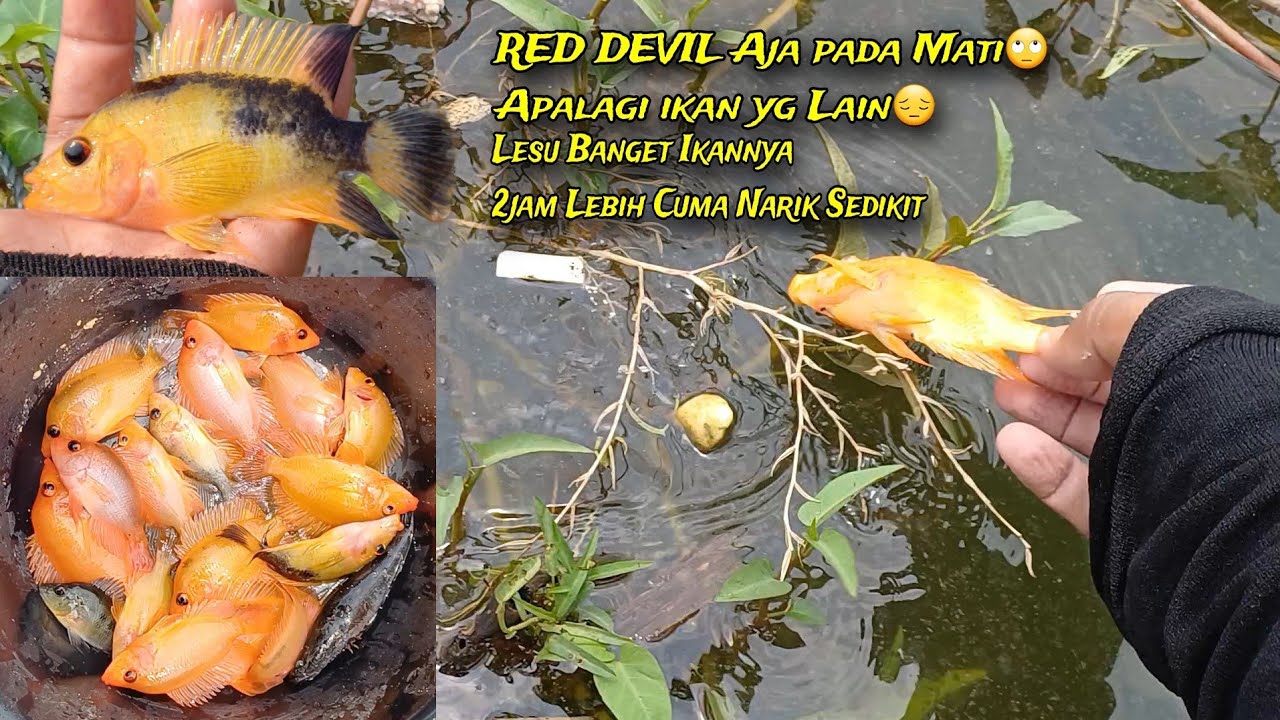 EFEK HUJAN PERTAMA, AIR BARU IKAN NYA PADA TELER (MATI)• Mancing Hama ...