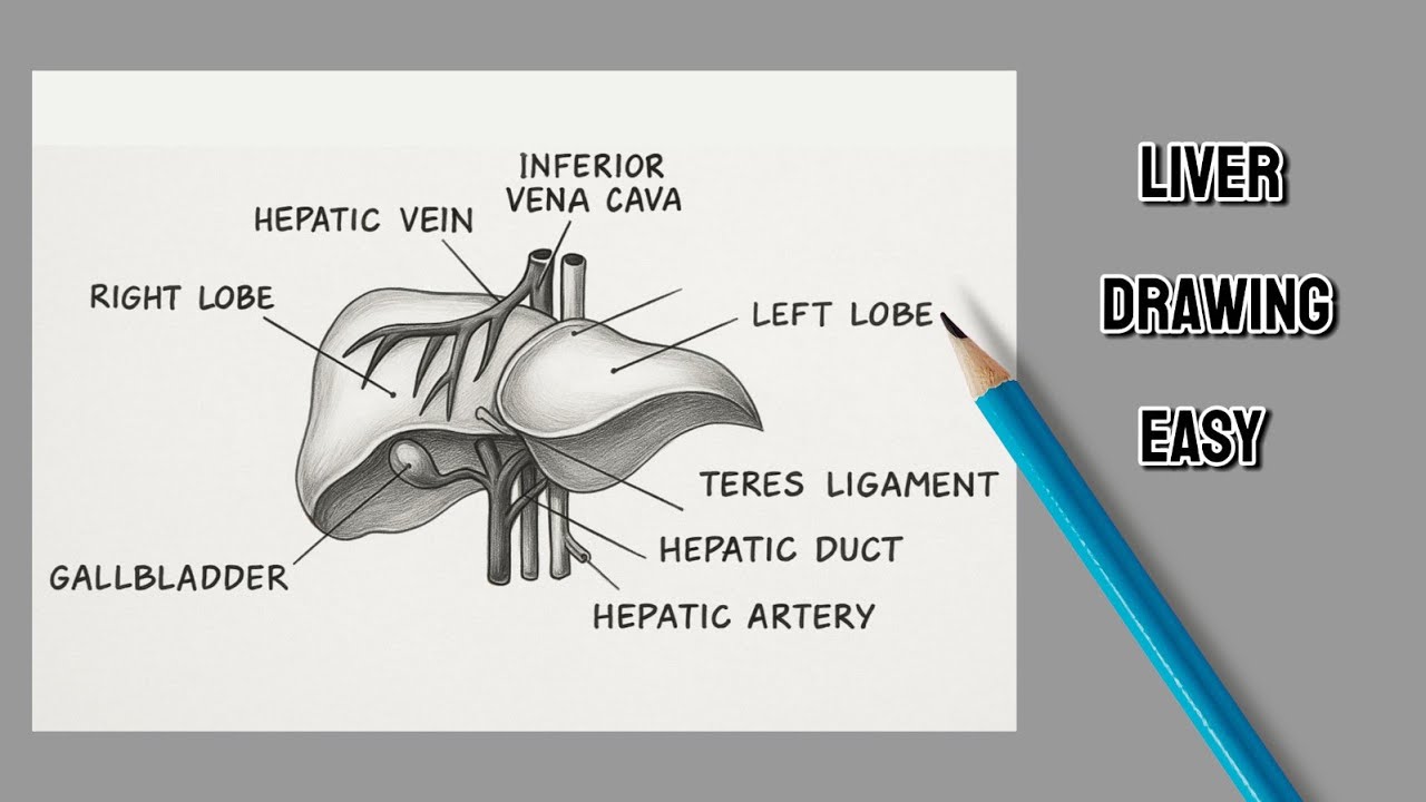 Liver Sketch | Liver Drawing Easy | How to Draw Liver Diagram Step by ...