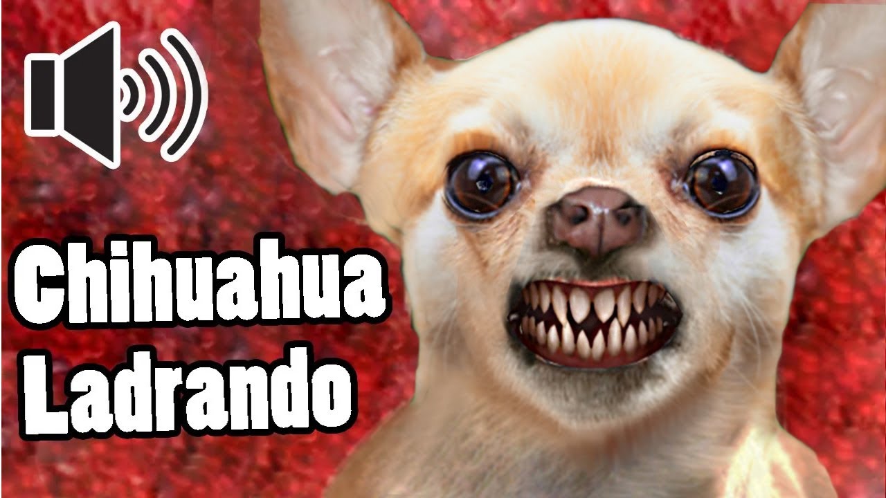 Ladridos de perros chihuahuas - Sonido de 6 ladridos - YouTube