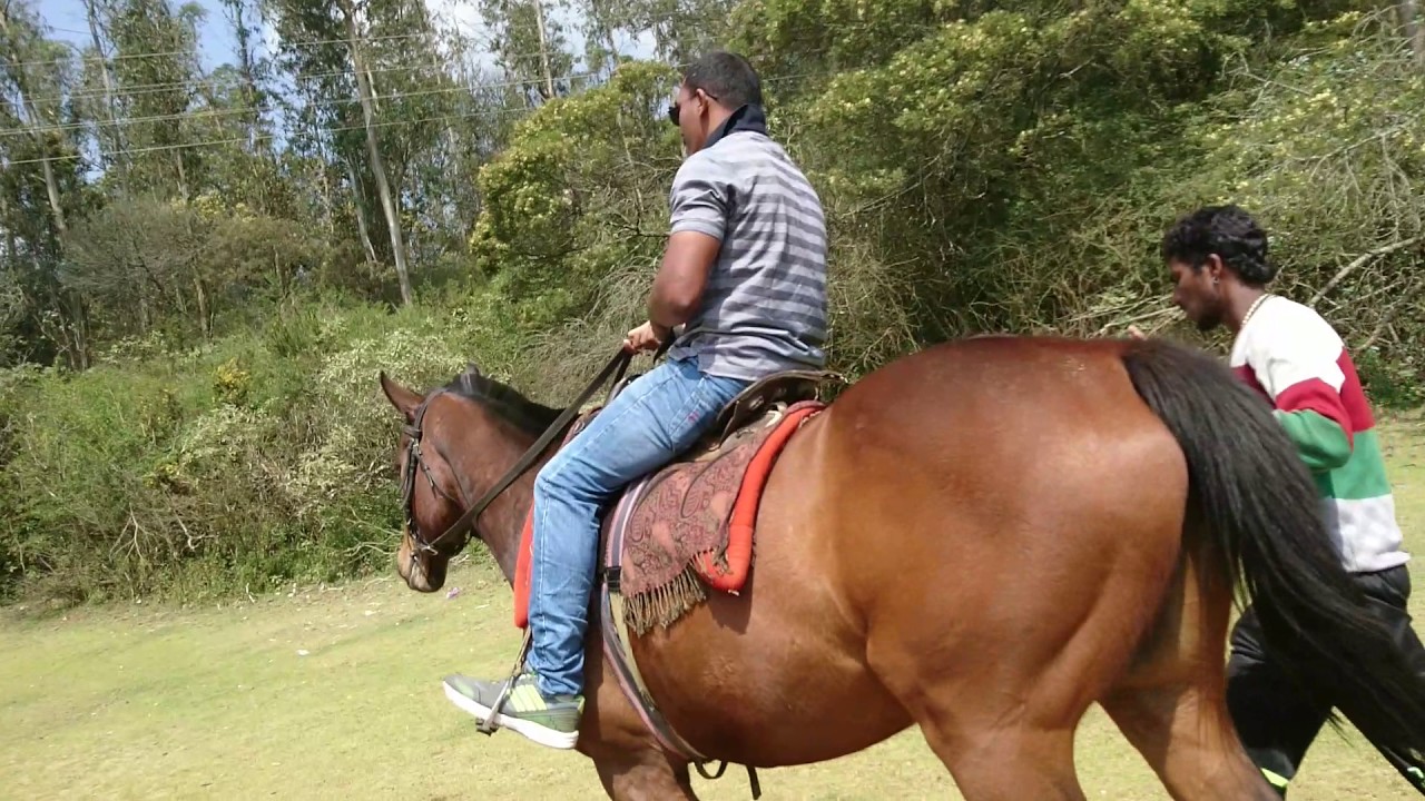 When Was The First Horse Riding Made at Jared Clinton blog