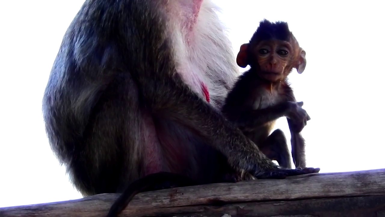 New Update: Heidi Staying Mummy With Hungry Food/ Mom Gives Nothing ...