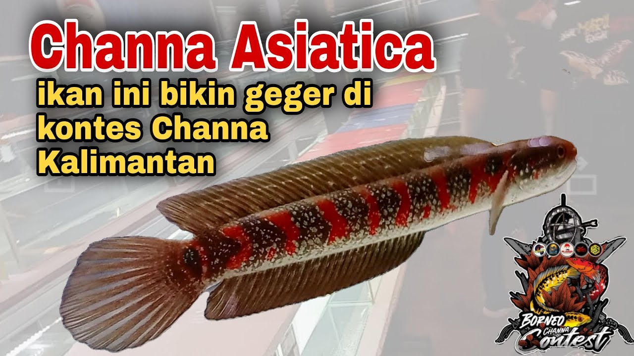 Channa Asiatica Red stripe calon juara kontes - YouTube