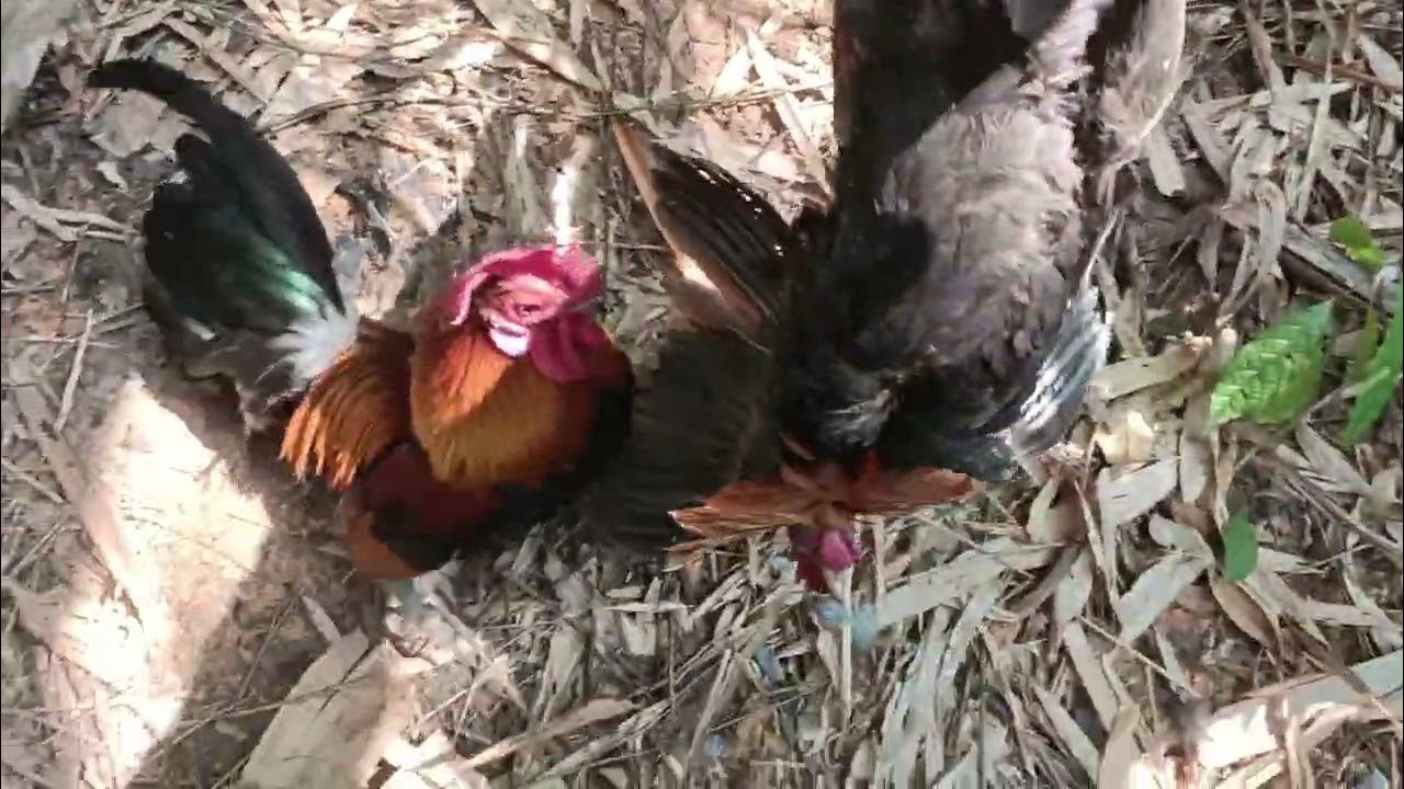 nyb zoo cov phooj ywg hnub no mu dib qaib qu tau hauj lwm kawg nawb... - YouTube