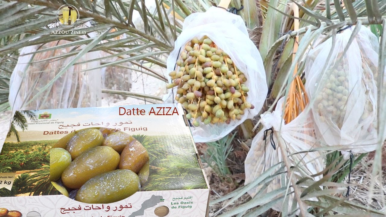 أزيزا فصيلة نادرة من بين أجود تمور العالم منبته واحة فكيك المغرب🇲🇦أزيزا ...