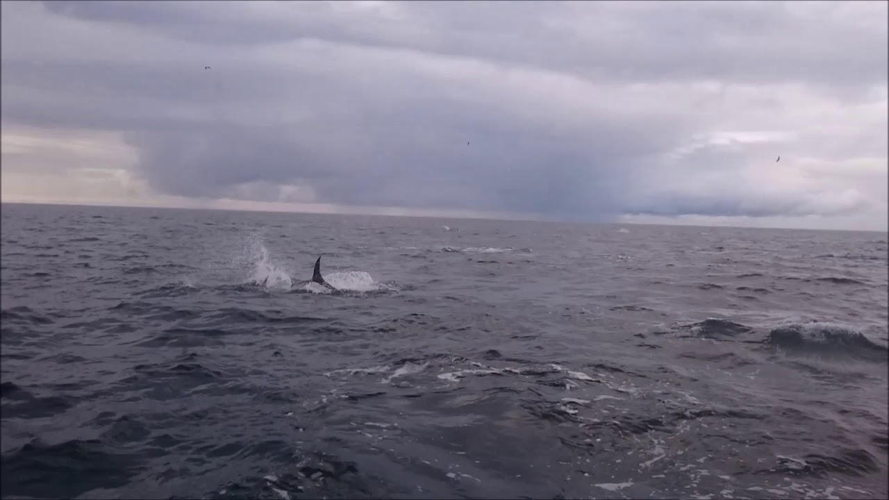 Giant tuna chasing baitfish in Hordaland, Norway - YouTube