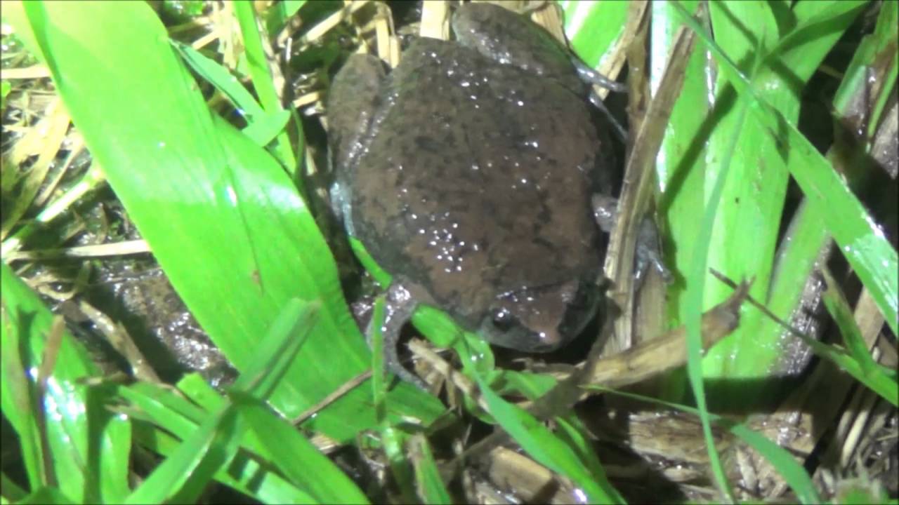 Eastern Narrow Mouth Toad | Herping #1 - YouTube