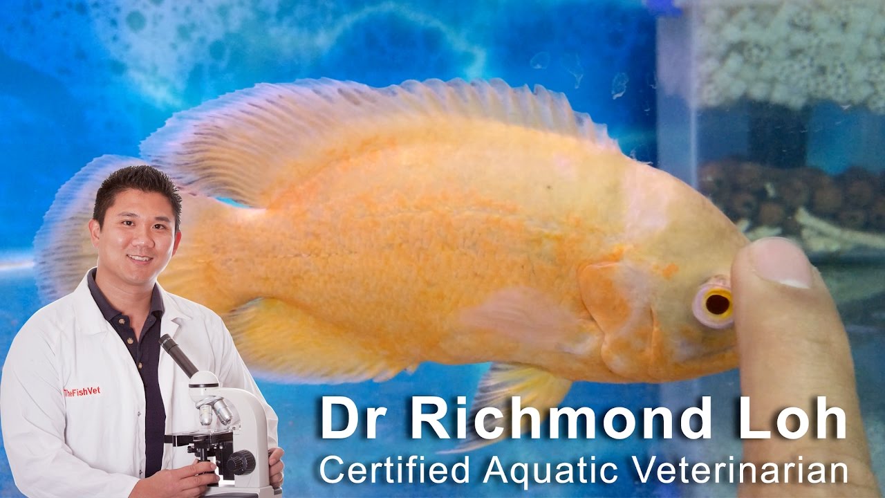 Oscars with HITH Part 2 - Mycobacteria(Fish tuberculosis) underlying ...