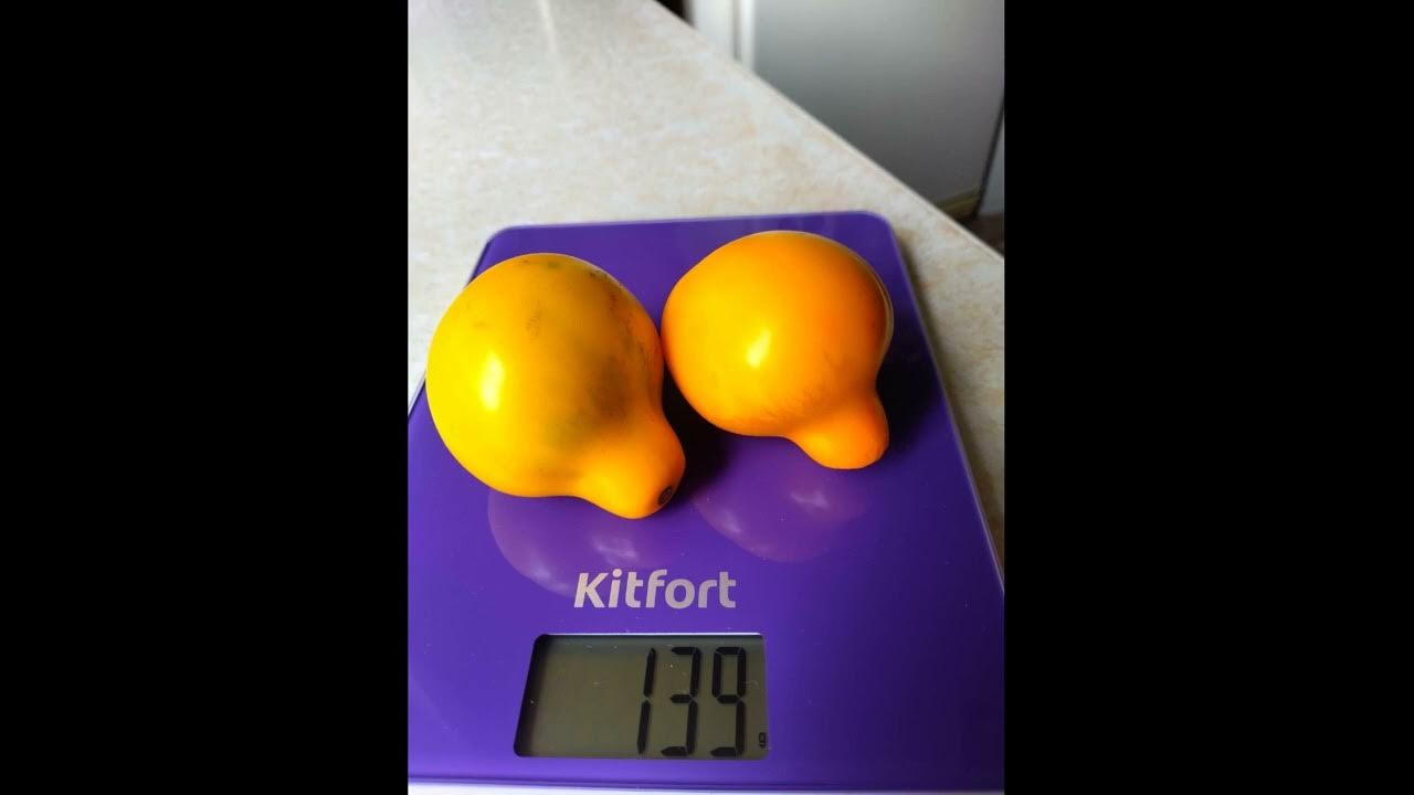 Высокоурожайный, вкусный и сладкий сорт томата Апельсин Бредер от ...