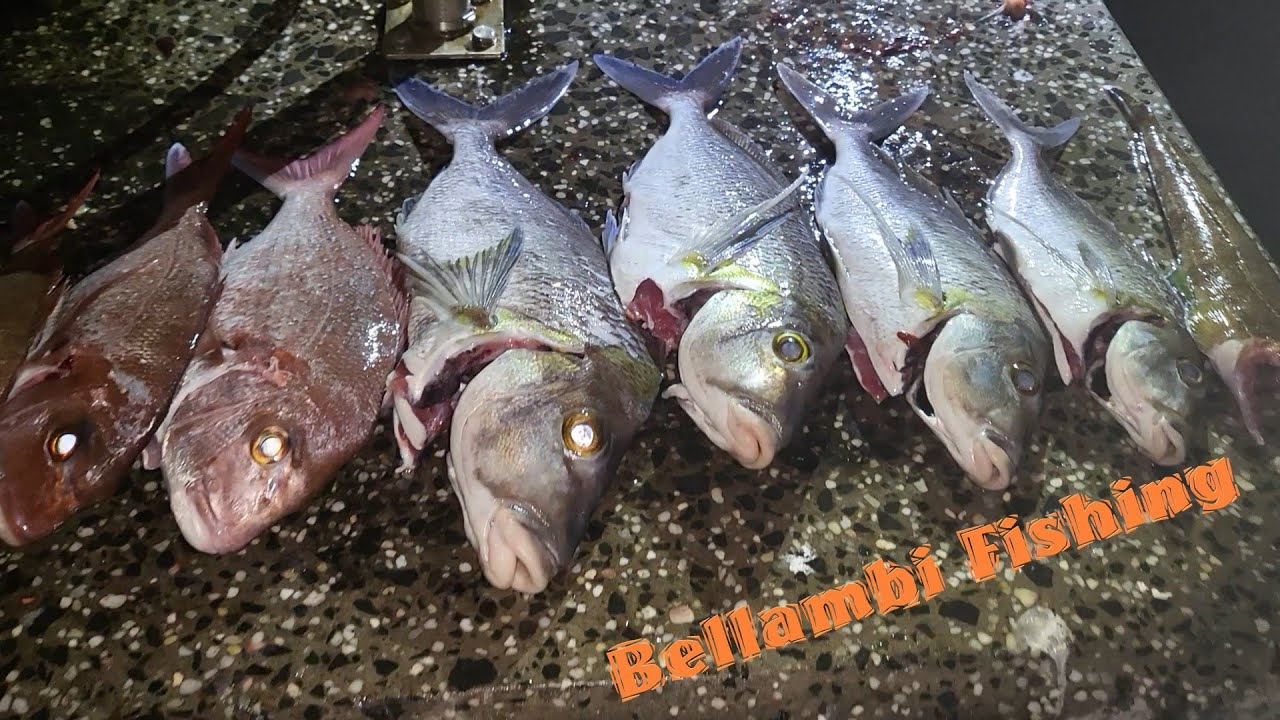 Catch n Cook Pink Snapper Fishing Bellambi South Coast Chasing Monster ...