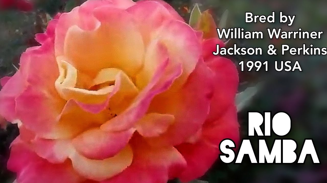 RIO SAMBA ROSE plant by William Warriner 1991 Jackson & Perkins Bicolor ...