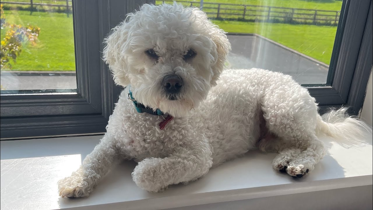 My dog name is jimmy - YouTube