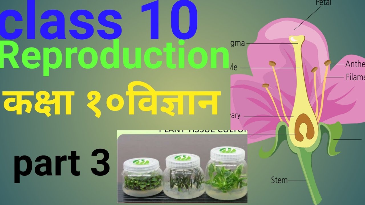 class 10 Science reproduction || tissue culture || Sexual reproduction ...