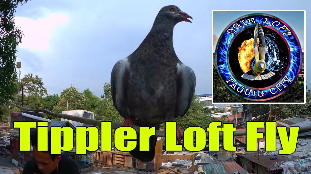 Tippler Loft Fly: Ogie Loft TV - YouTube