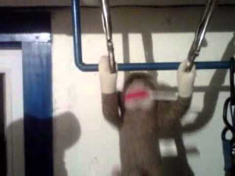 monkey doing pullups - YouTube