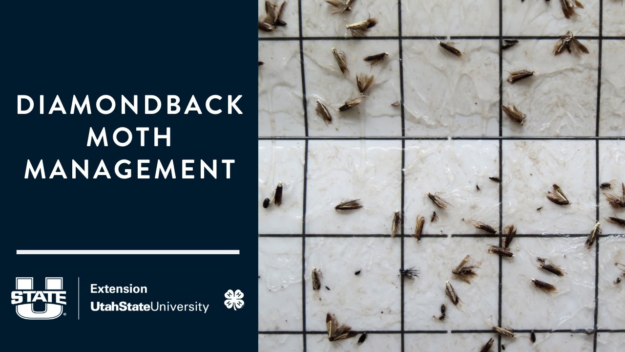 Diamondback Moth Management - YouTube