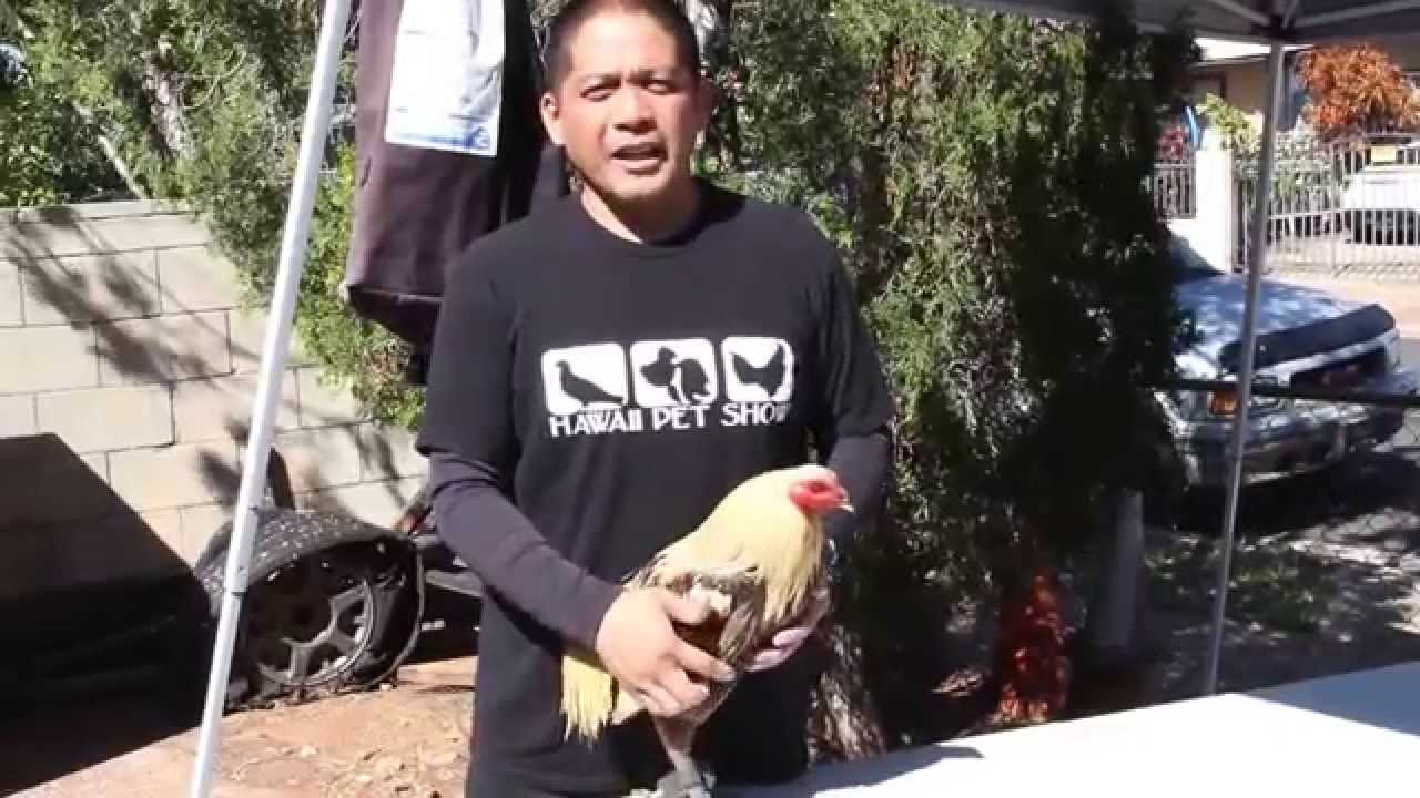 Tokong Chicken... a Tailless breed of Chicken - YouTube