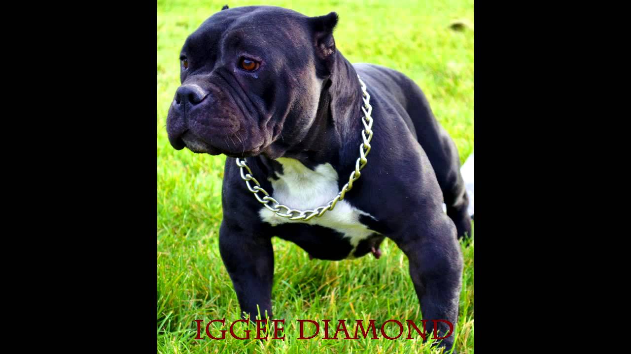Dax Miagi Bullseye Bully Breed - YouTube