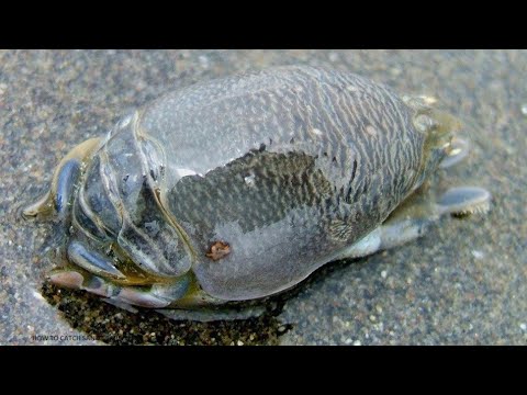 HOW TO CATCH SAND CRABS/FLEES - YouTube