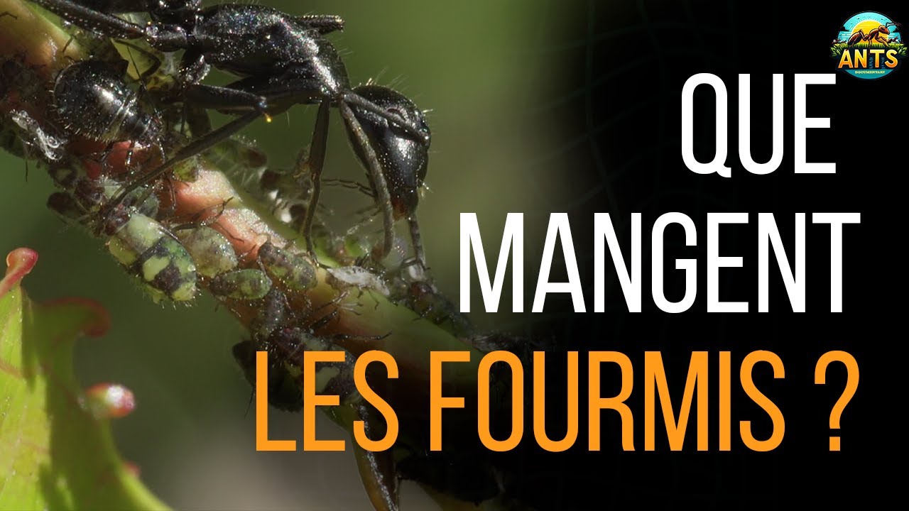 Un banquet pour les fourmis - documentaire - YouTube