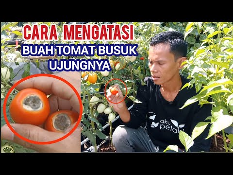 cara mudah mengatasi dan mencegah. buah tomat menghitam.busuk pantat.#tomat #garden