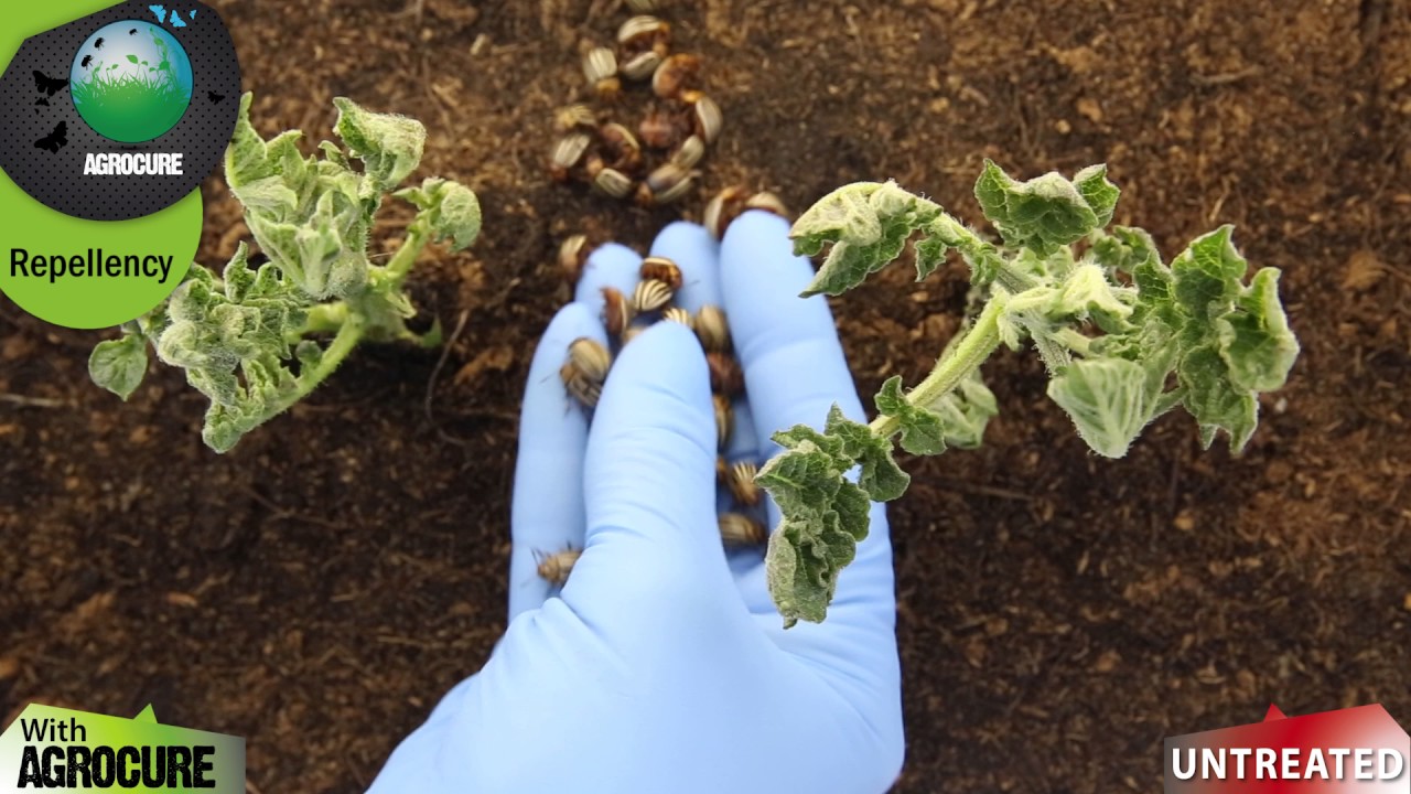 Potato crop. How to protect it against coleoptera and lepidoptera with Agrocure | Agrocode - YouTube