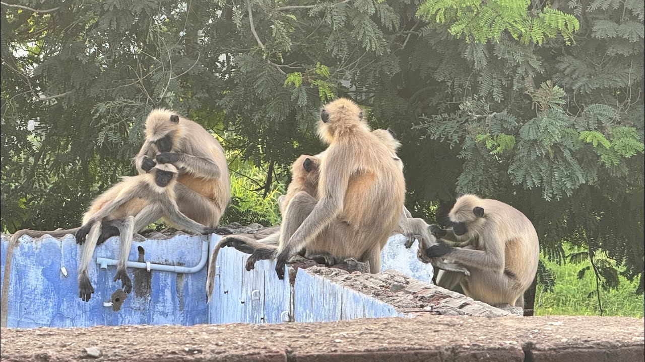 Monkey’s original video || monkeys farm video || kapiraj video ...